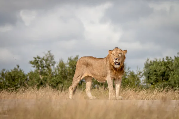 Un León mirando a la cámara en la reserva de caza Sabi Sand, Sudáfrica ...
