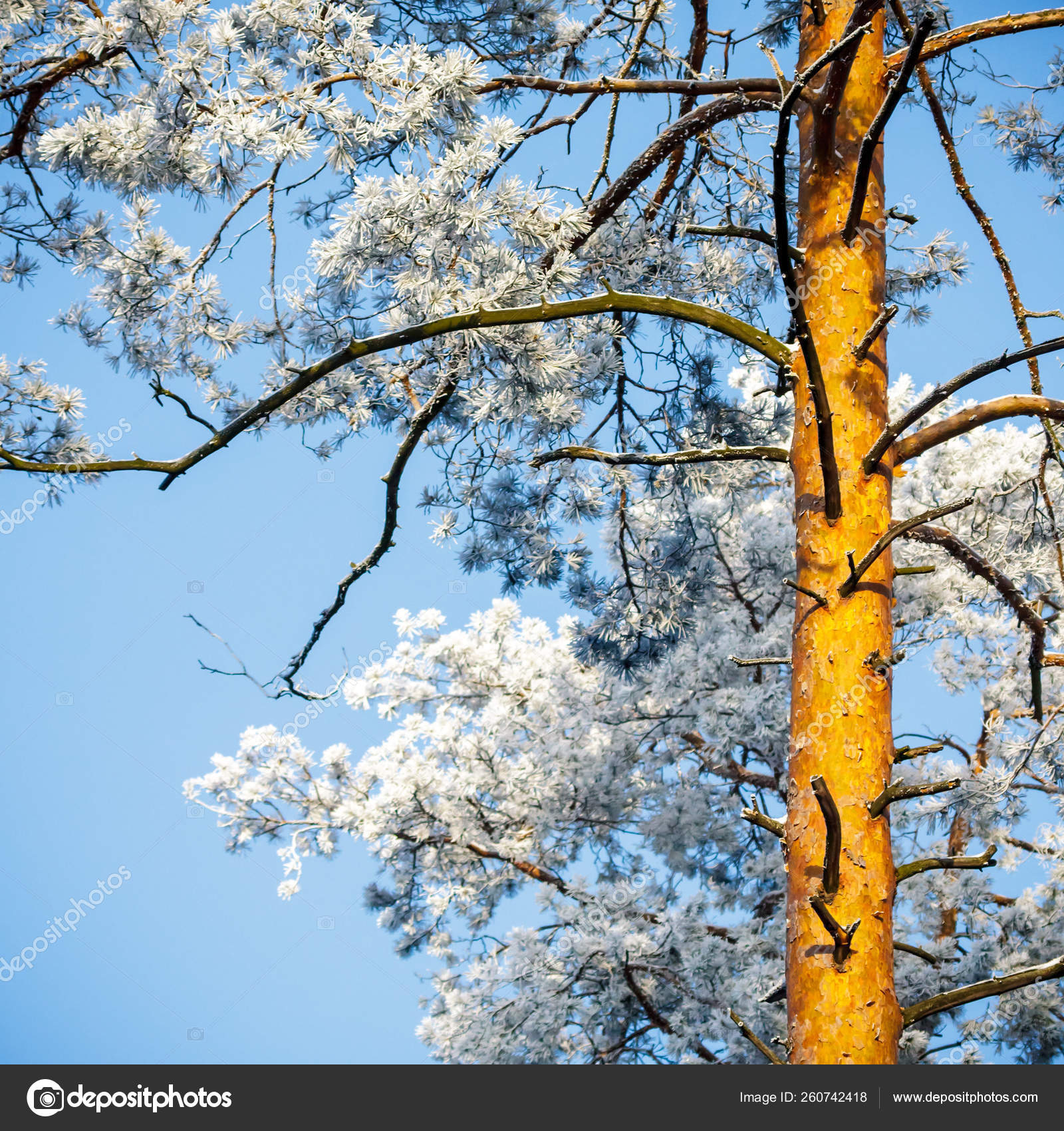 Old Big Tree Color Background Blue Sky Stock Photo by ©YAYImages 260742418