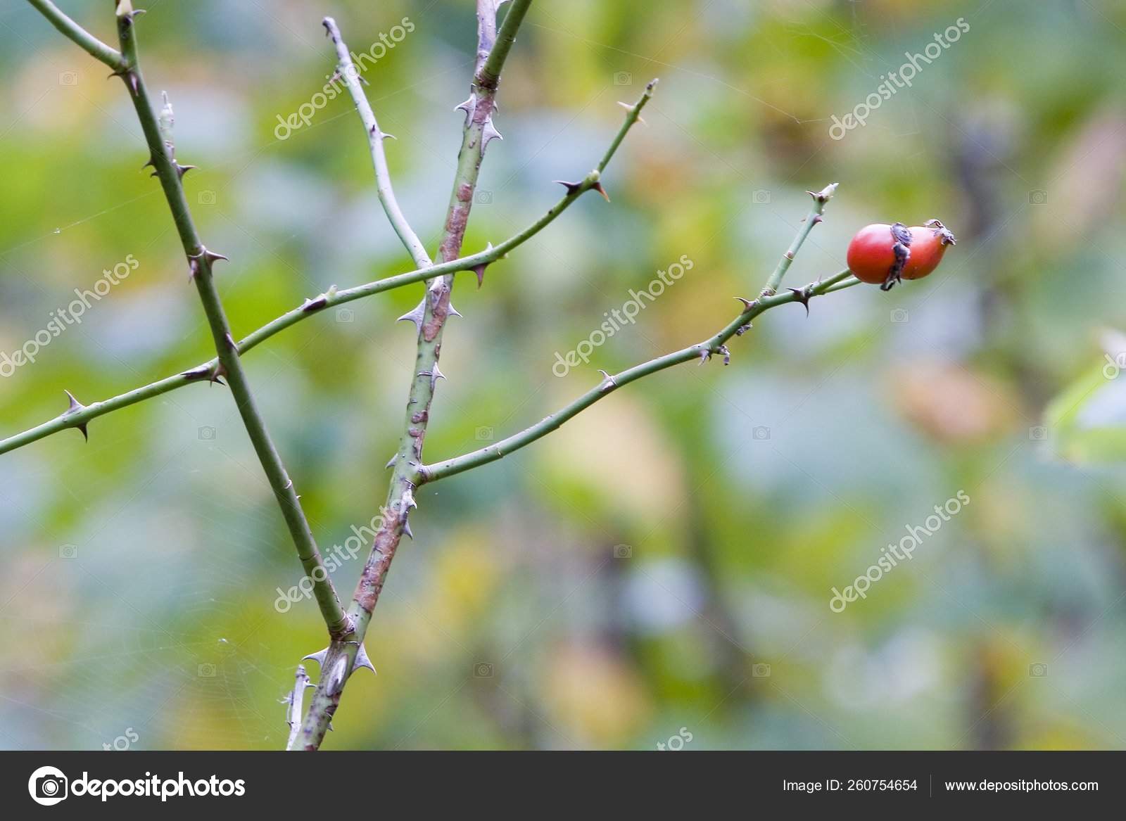 Image Tree Fruit Forest — Stock Photo © YAYImages #260754654