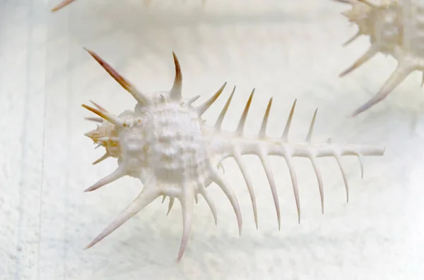 Beautiful Marine Sea Shells Stock Photo by ©YAYImages 261631070