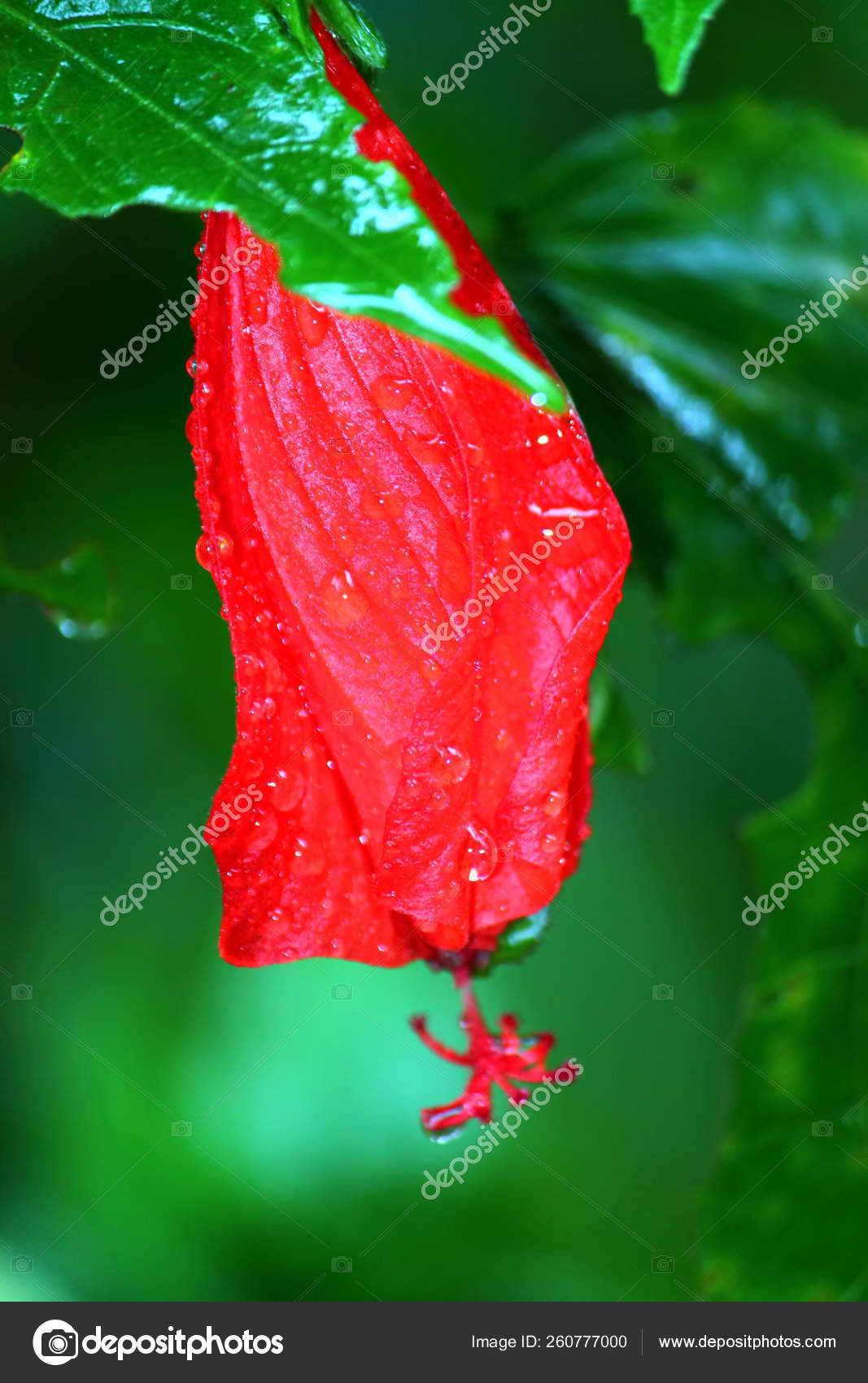 Bright Red Rainforest Flower Toro Negro Rainforest Puerto Rico — Stock ...