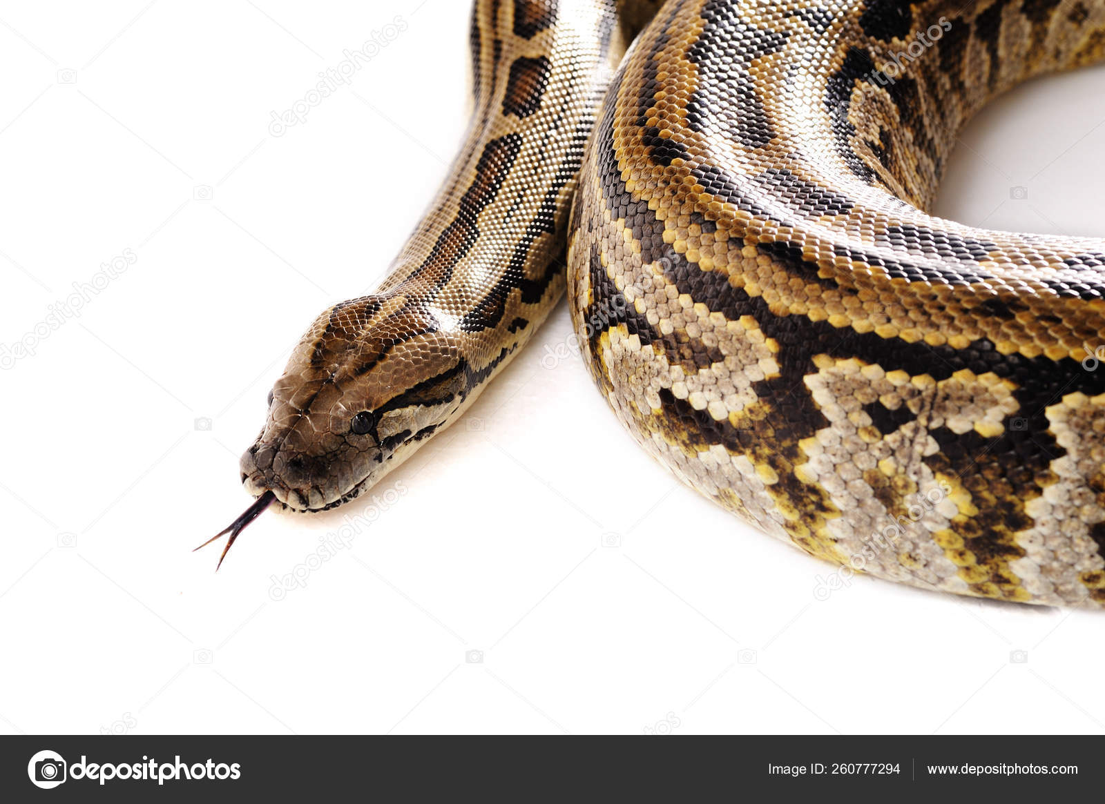 Viper Boa Snake Wild Reptile Animal ⬇ Stock Photo, Image by © YAYImages ...