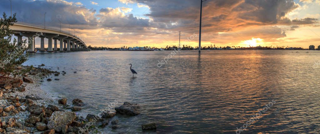Gran garza azul Ardea herodias se encuentra en el agua mientras el sol ...