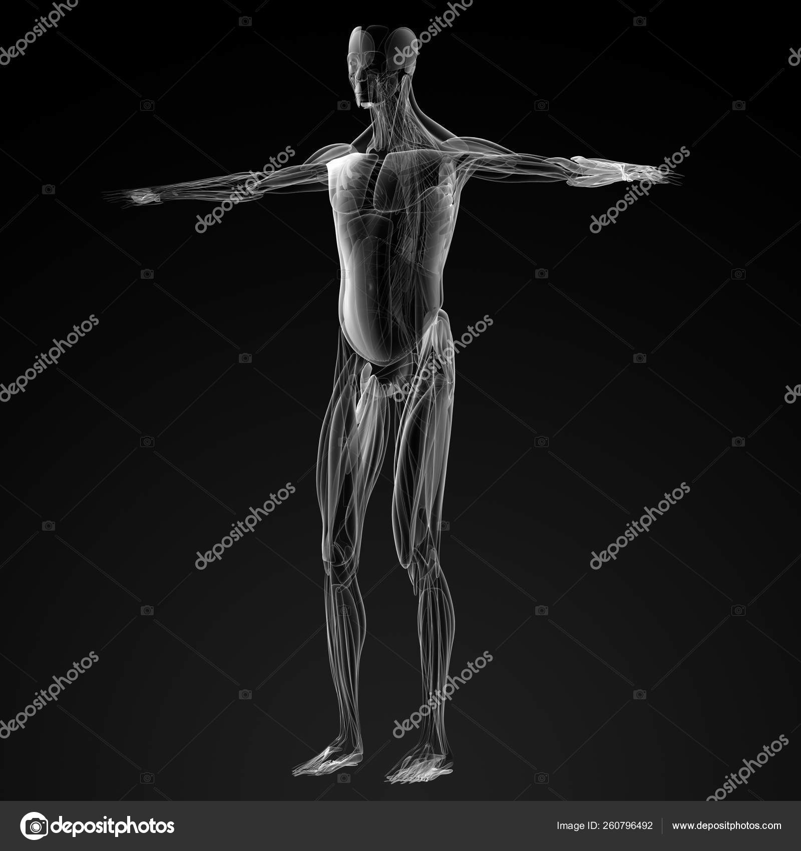 Render Illustration Male Muscles Side View — Stock Photo © YAYImages ...