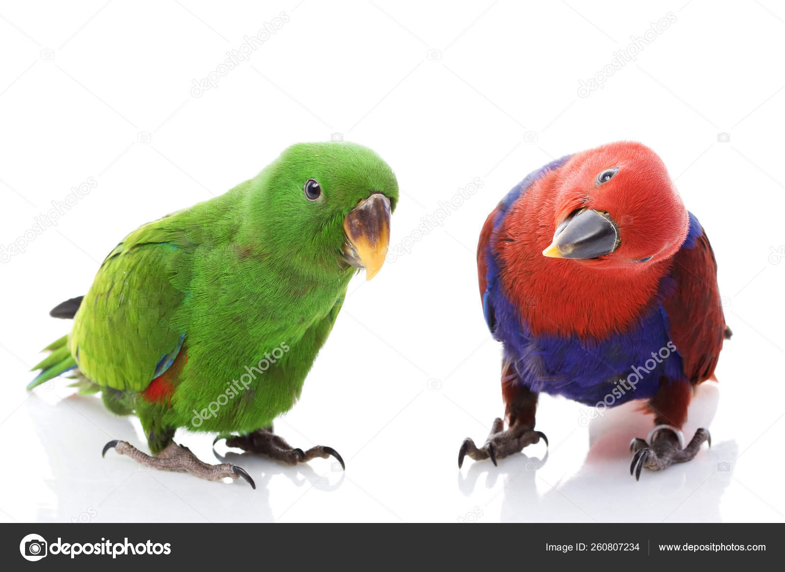 Pair Solomon Island Eclectus Parrots Eclectus Roratus Solomonensis ...