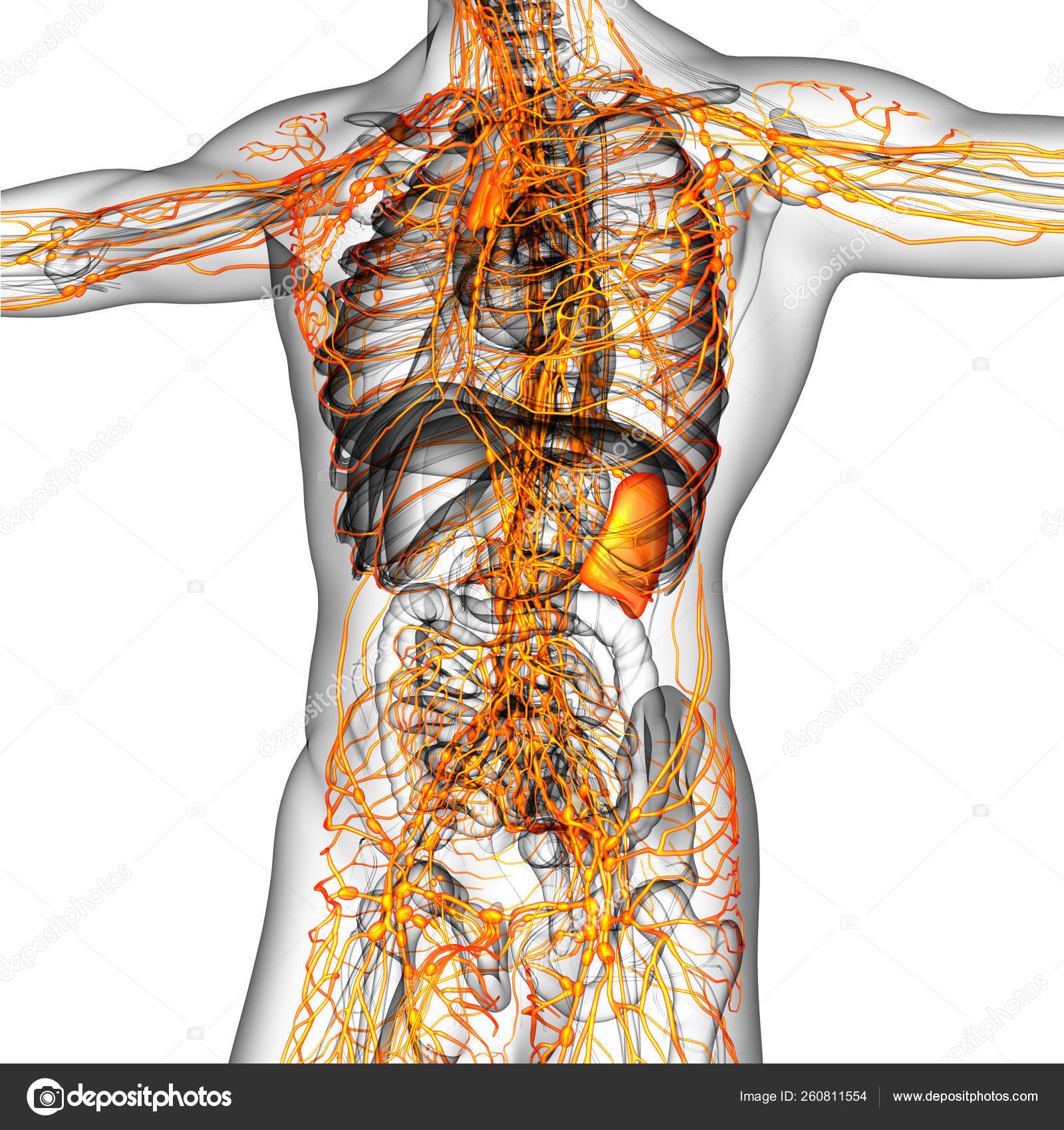 Render Illustration Male Lymphatic System Side View Stock Photo by ...