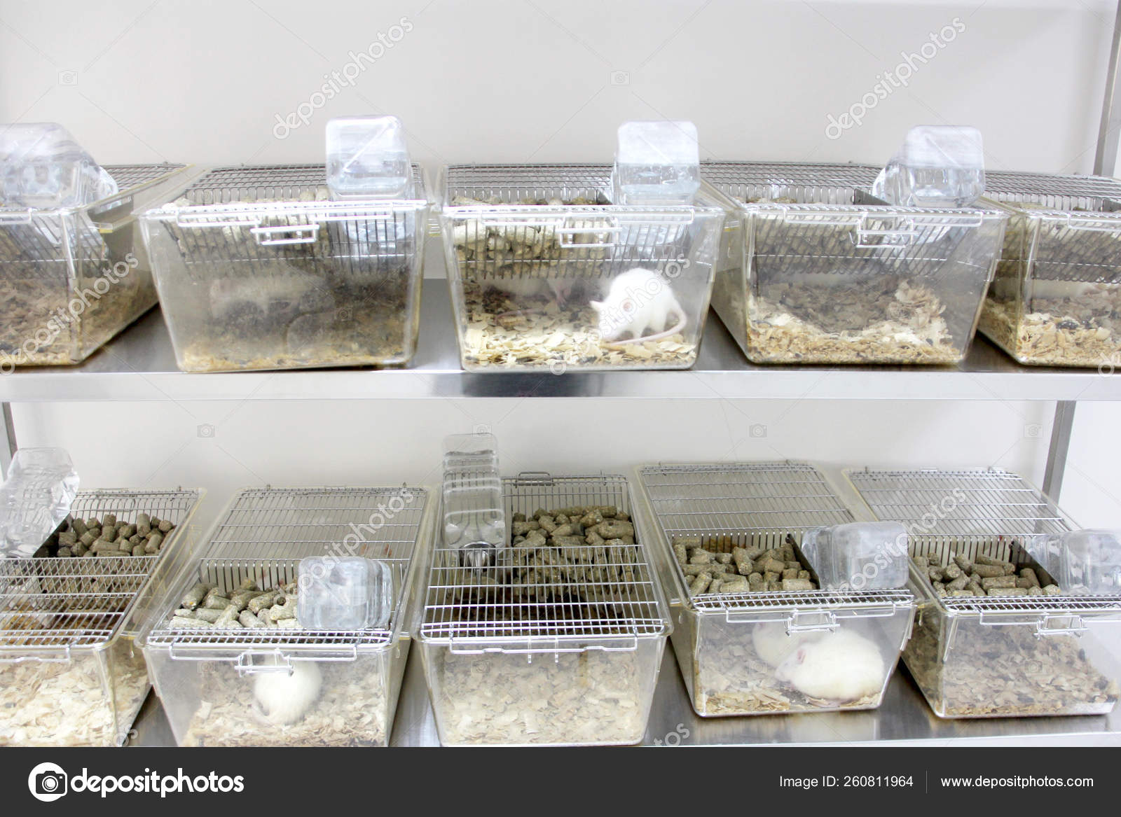 Rats Albino Having Cages Laboratory Test — Stock Photo © YAYImages ...
