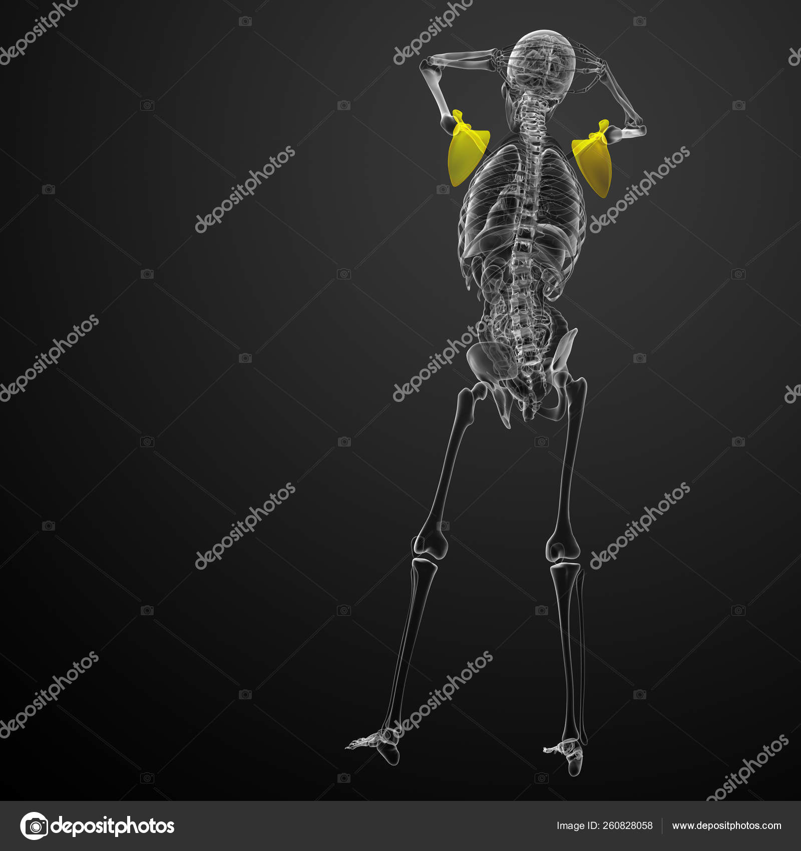 Render Medical Illustration Scapula Bone Back View Stock Photo by ...