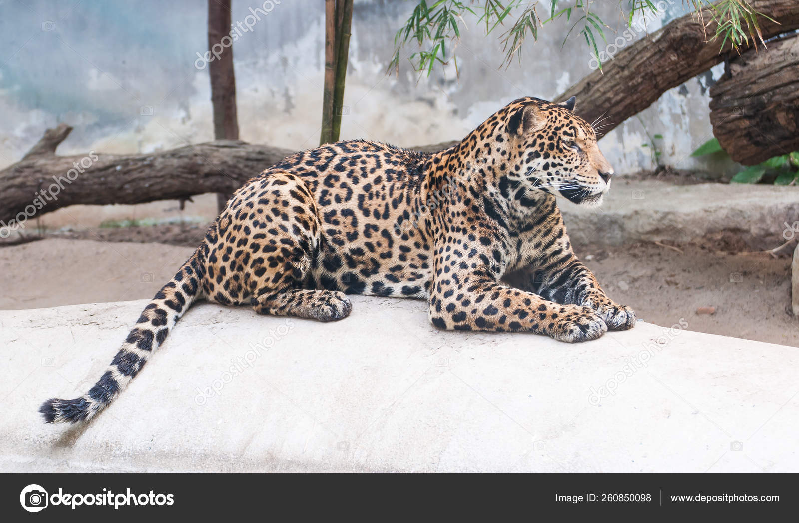 Portrait Leopard Predator Zoo Thailand — Stock Photo © YAYImages #260850098