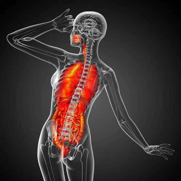Render Medical Illustration Human Digestive System Respiratory System ...