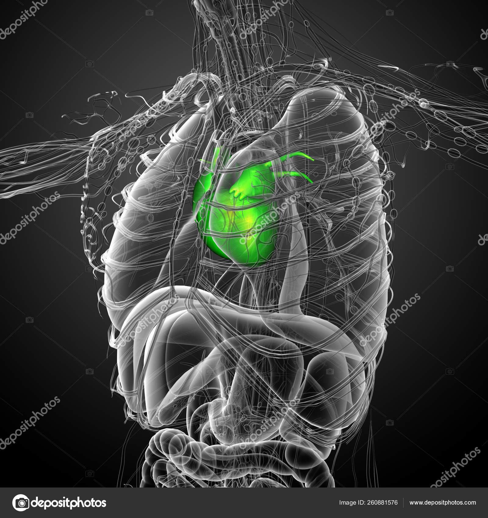 Rendered Medical Illustration Human Heart Side View Stock Photo by ...