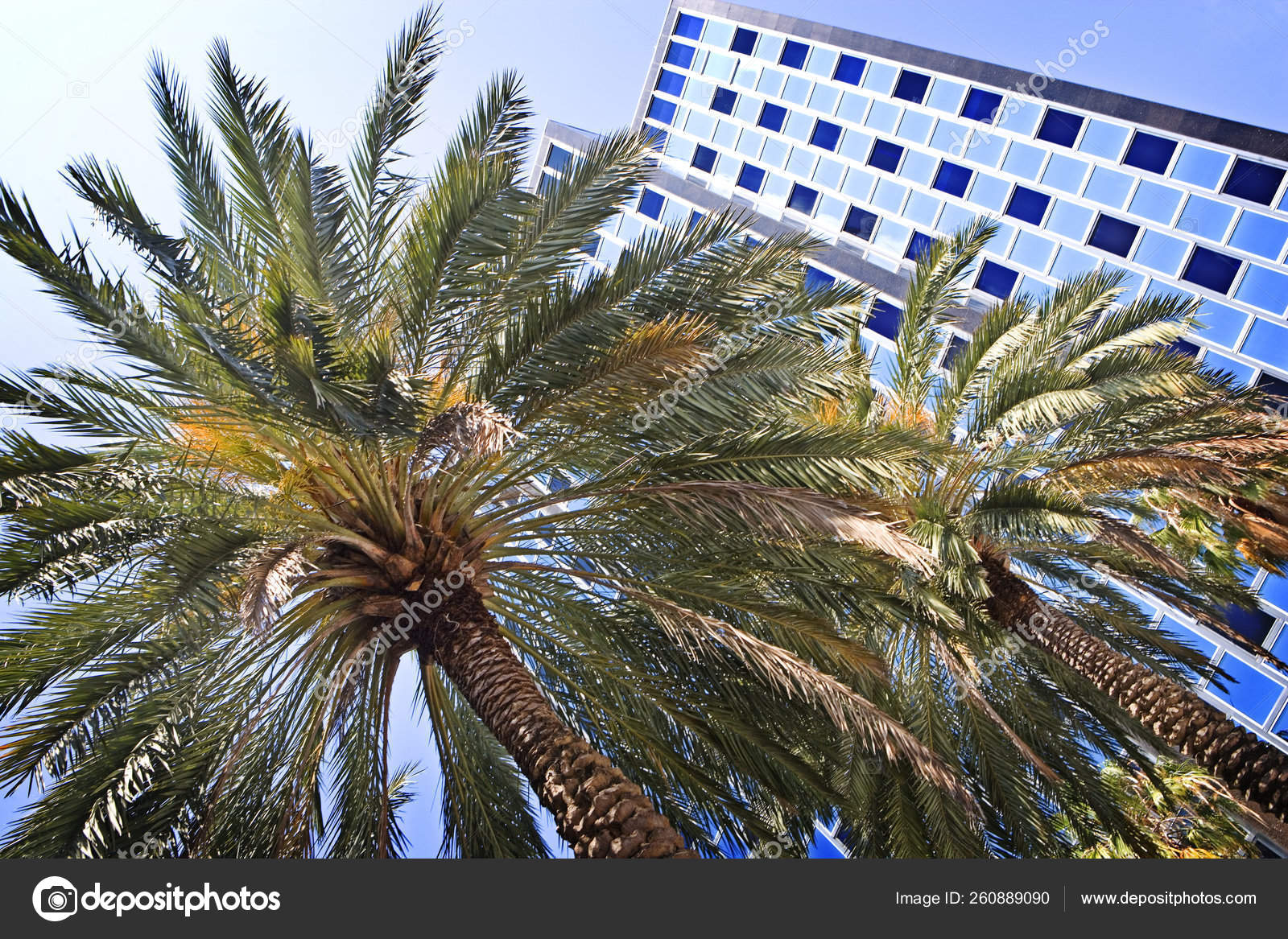 High Rise Building Palm Trees Sunny Beautiful South Beach Miami Stock ...
