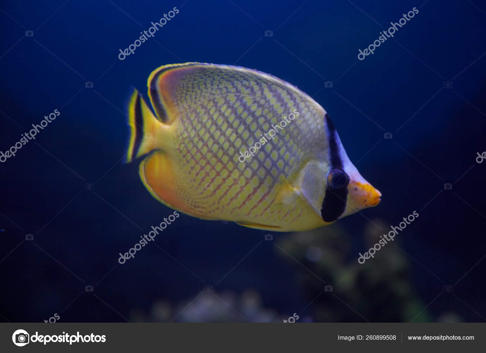 Latticed Butterflyfish Also Known Raffle's Butterflyfish Chaetodon ...