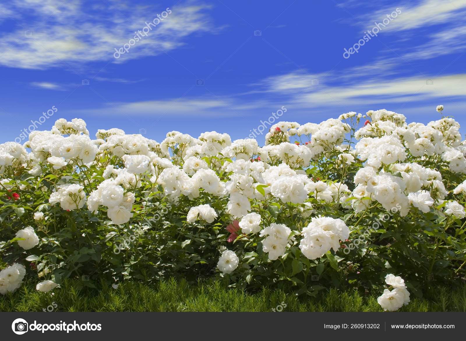 Field Of Blue Roses