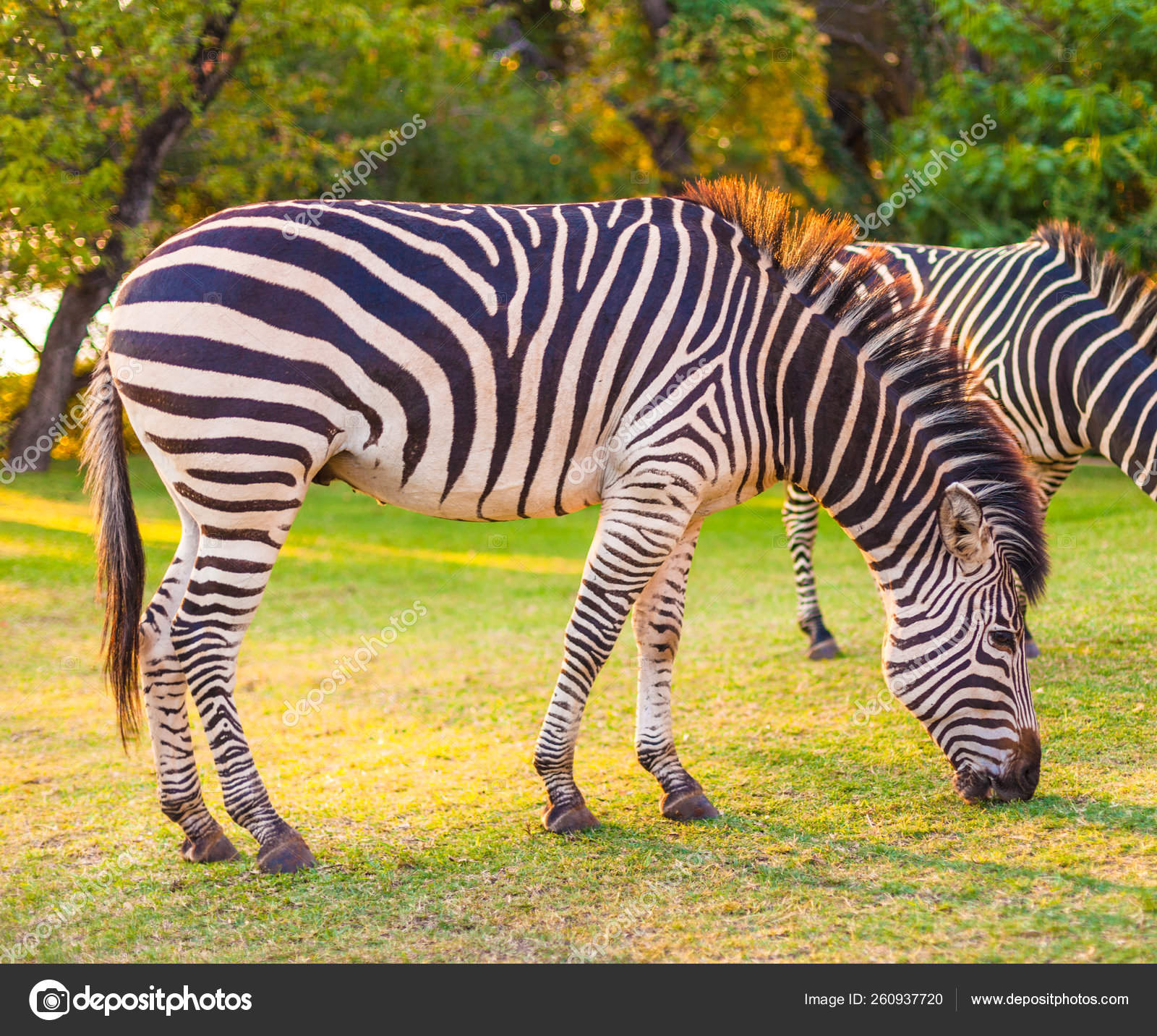 South African Zebra