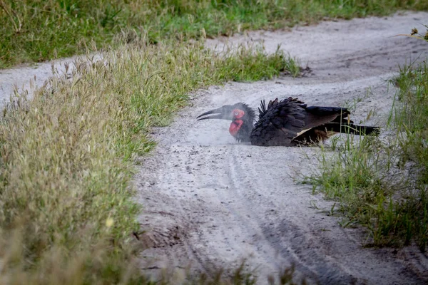 Southern ground hornbill taking a dust bath in the Chobe National Park ...