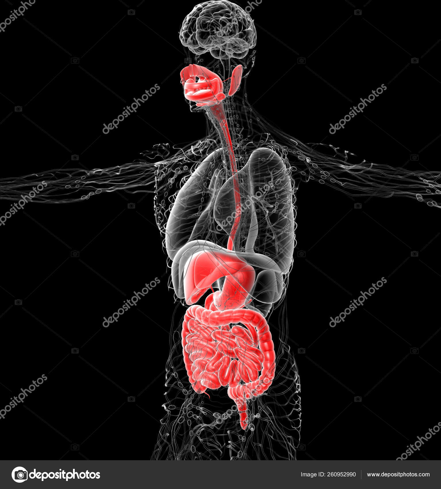 Render Medical Illustration Human Digestive System Side View Stock ...