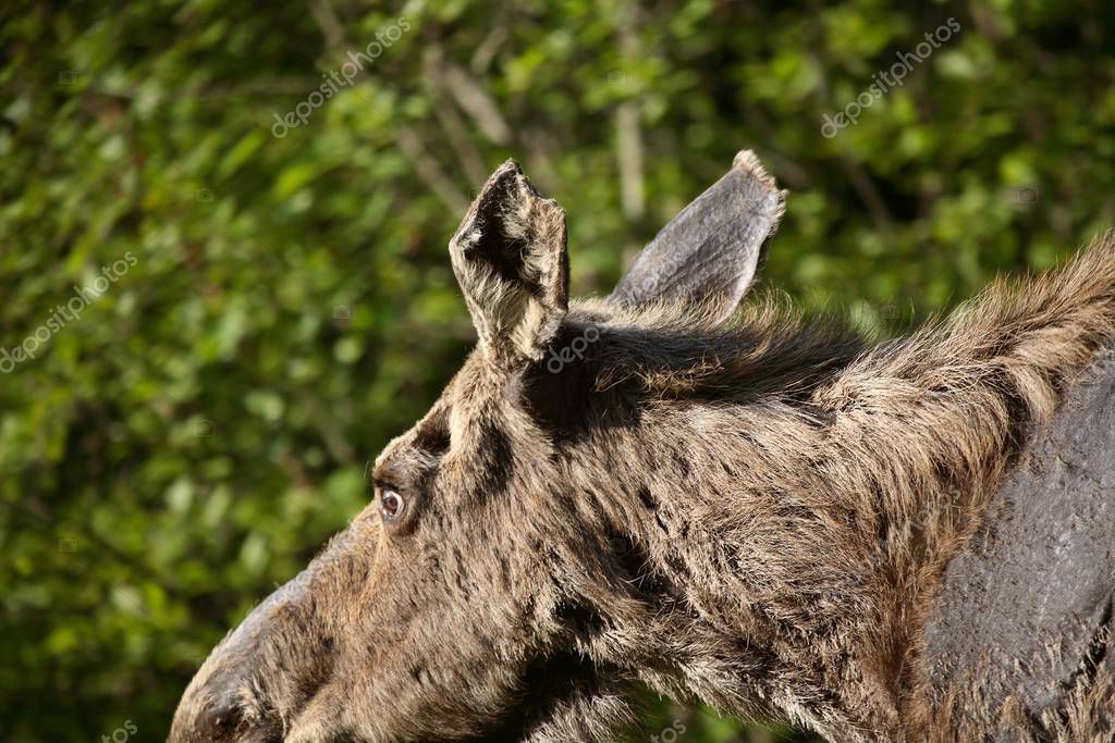 Moose (Alces alces americanus) se distingue de otros miembros de ...