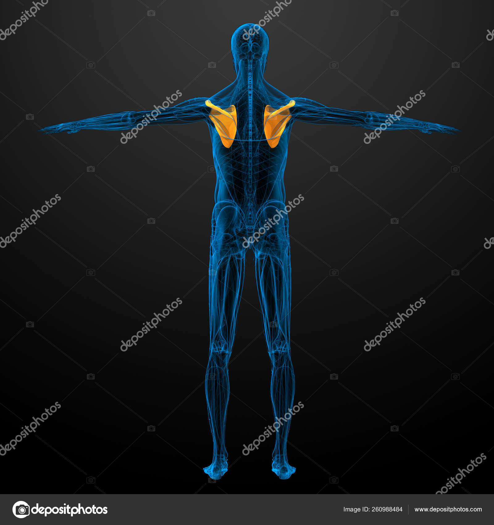 Render Medical Illustration Scapula Bone Back View Stock Photo by ...