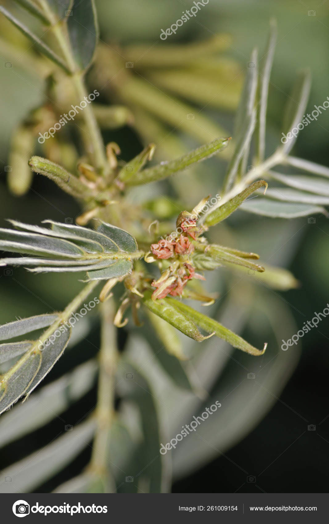 Senna Obtusifolia Chinese Senna Sicklepod Legume Genus Senna Sometimes ...