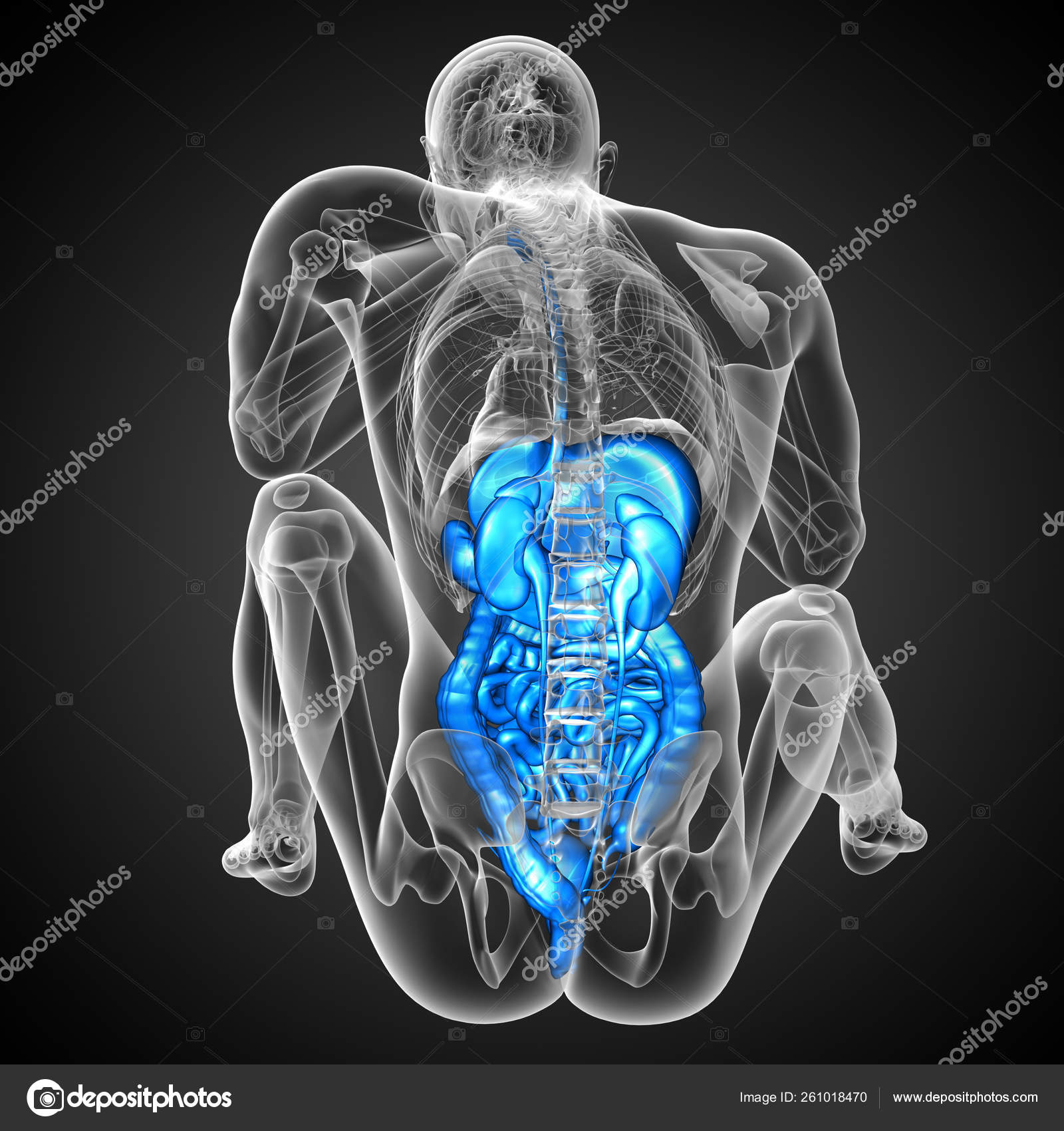 Render Medical Illustration Human Digestive System Back View — Stock ...