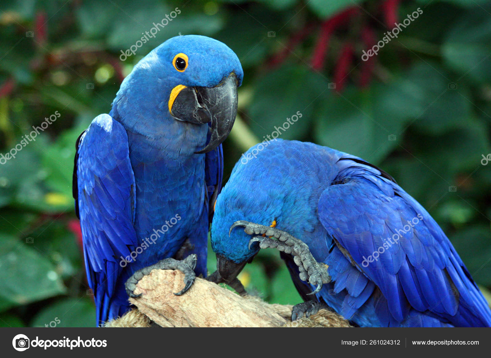 Very Colorful Friendly Playful Macaw Stock Photo by ©YAYImages 261024312