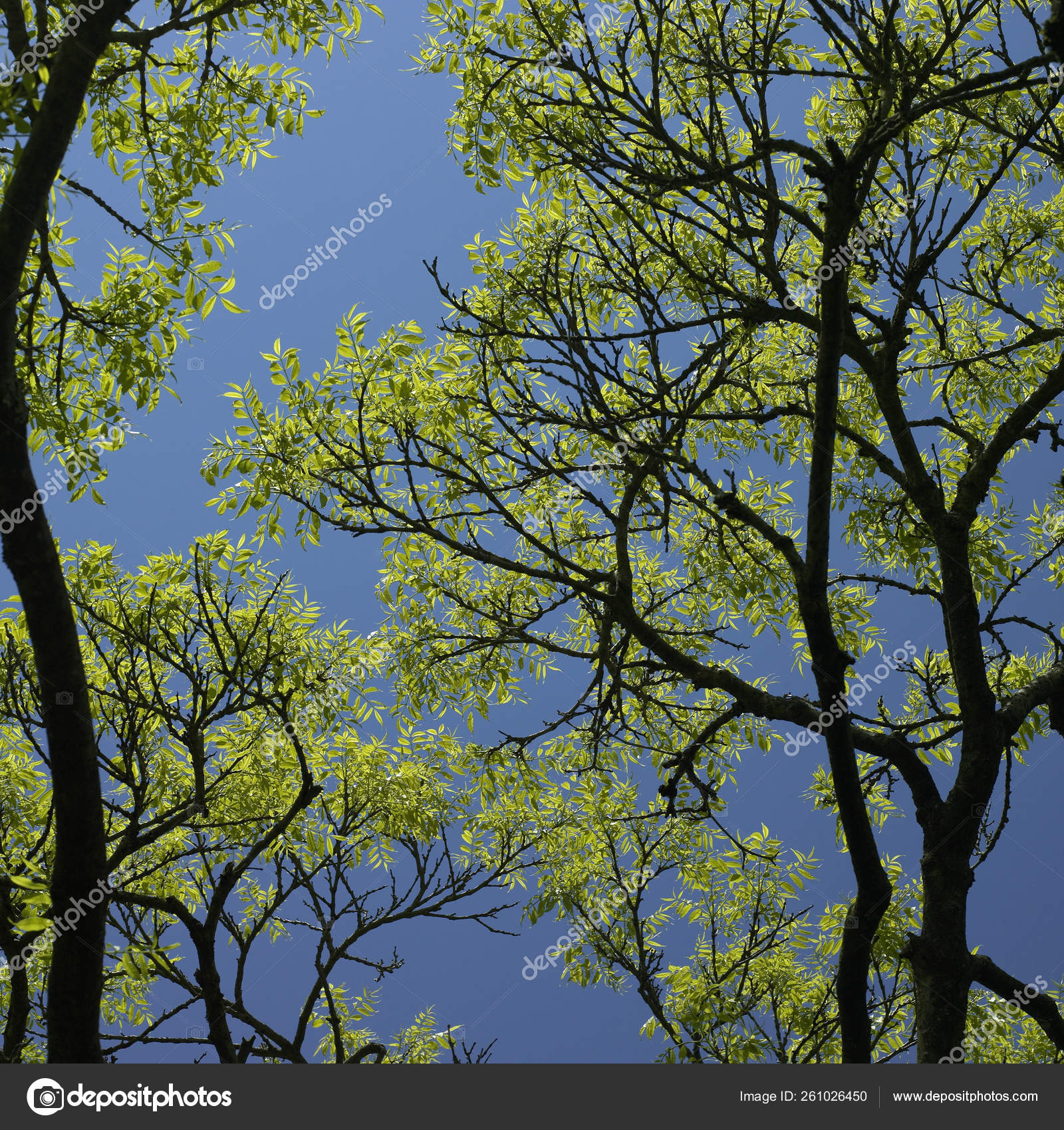 Tree Starting Grow Leaves Blue Sky Stock Photo by ©YAYImages 261026450