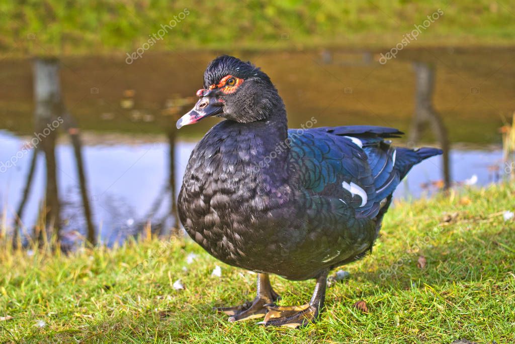 el pato muscovy (cairina moschata) es un pato grande nativo de México ...