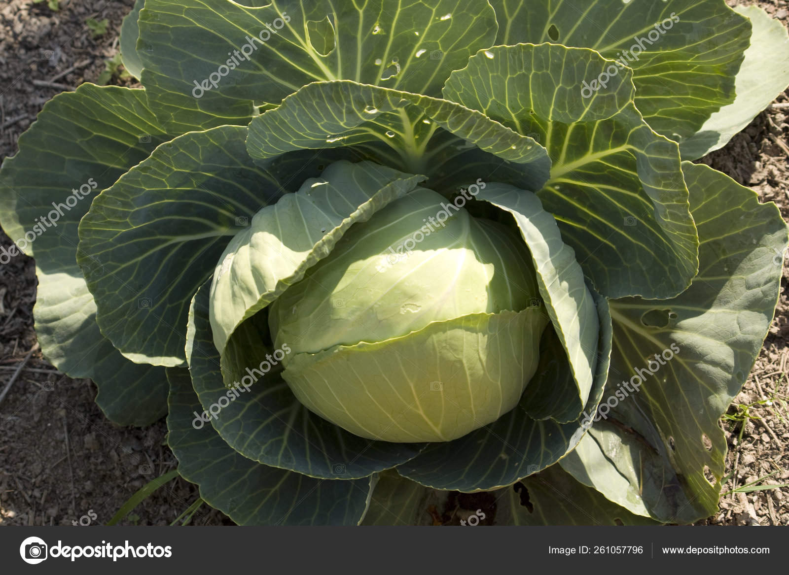 Head Cabbage Growing Field Washington State Stock Photo by ©YAYImages ...
