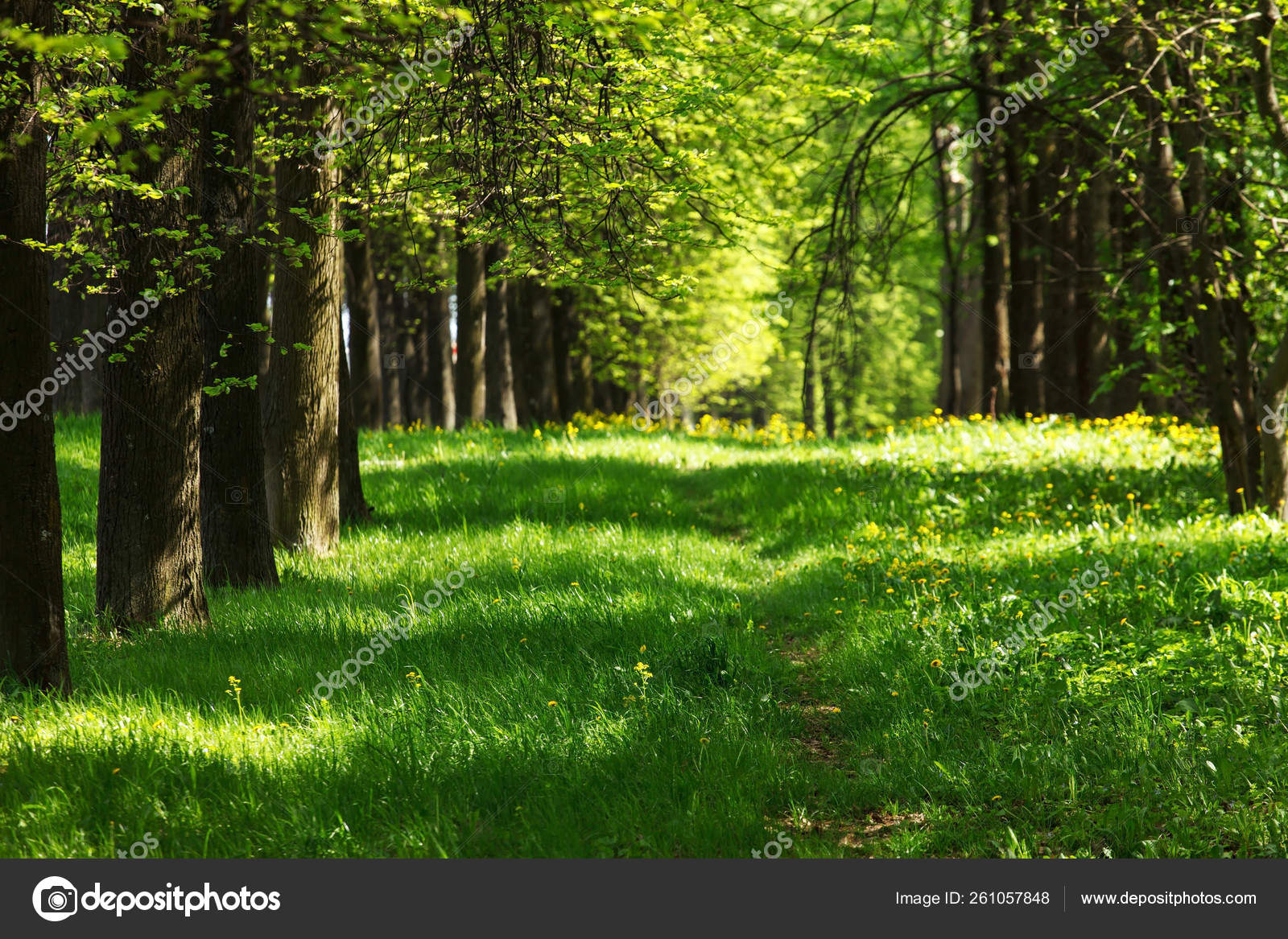 Green Park Natural Background Stock Photo by ©YAYImages 261057848