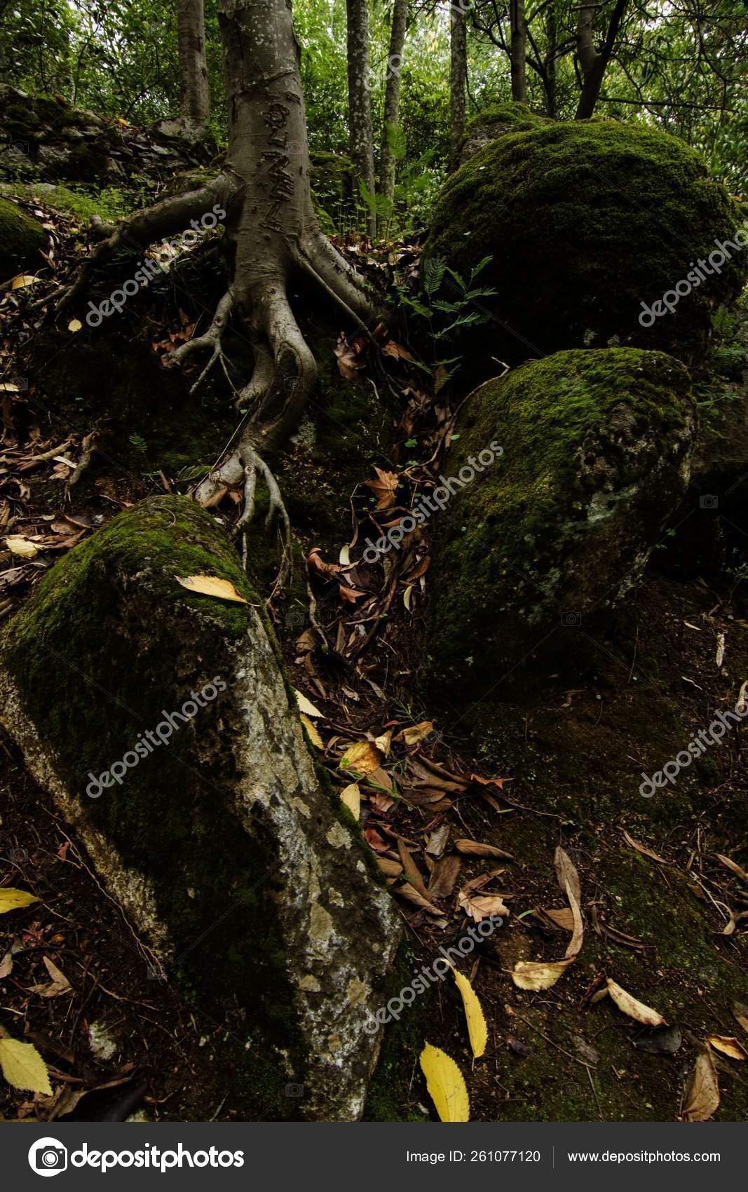 Beautiful View Tree Root Surrounded Stone Boulders Covered Moss Middle ...