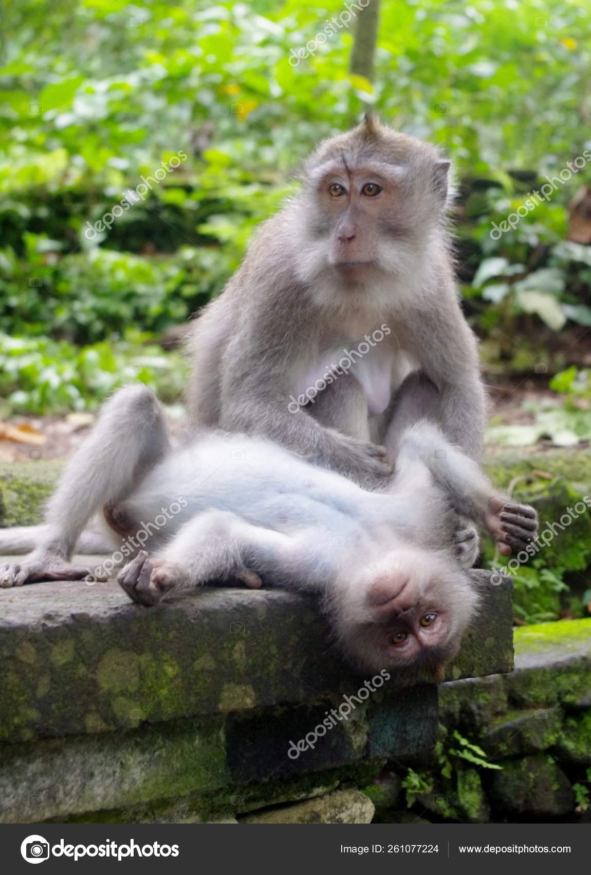 Two Monkeys Playing Together Monkey Forest Ubud Bali Indonesia Stock ...