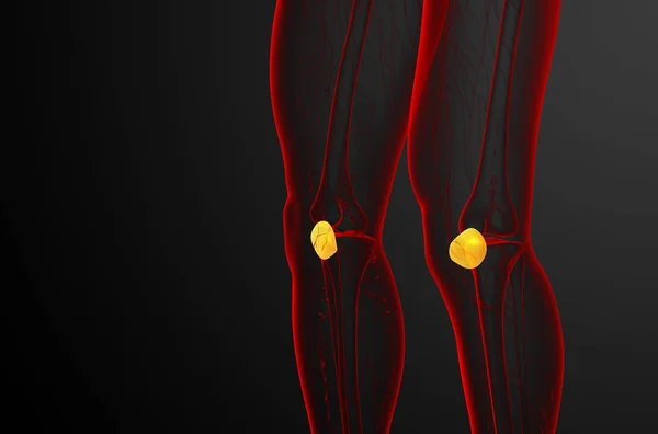 Render Medical Illustration Patella Bone Front View Stock Photo by ...
