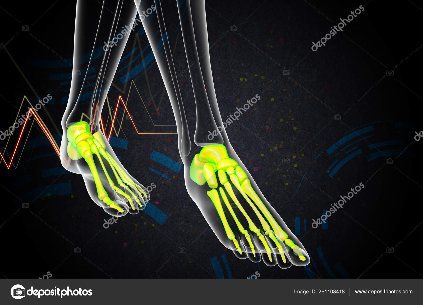 Render Medical Illustration Foot Bone Front View Stock Photo by ...