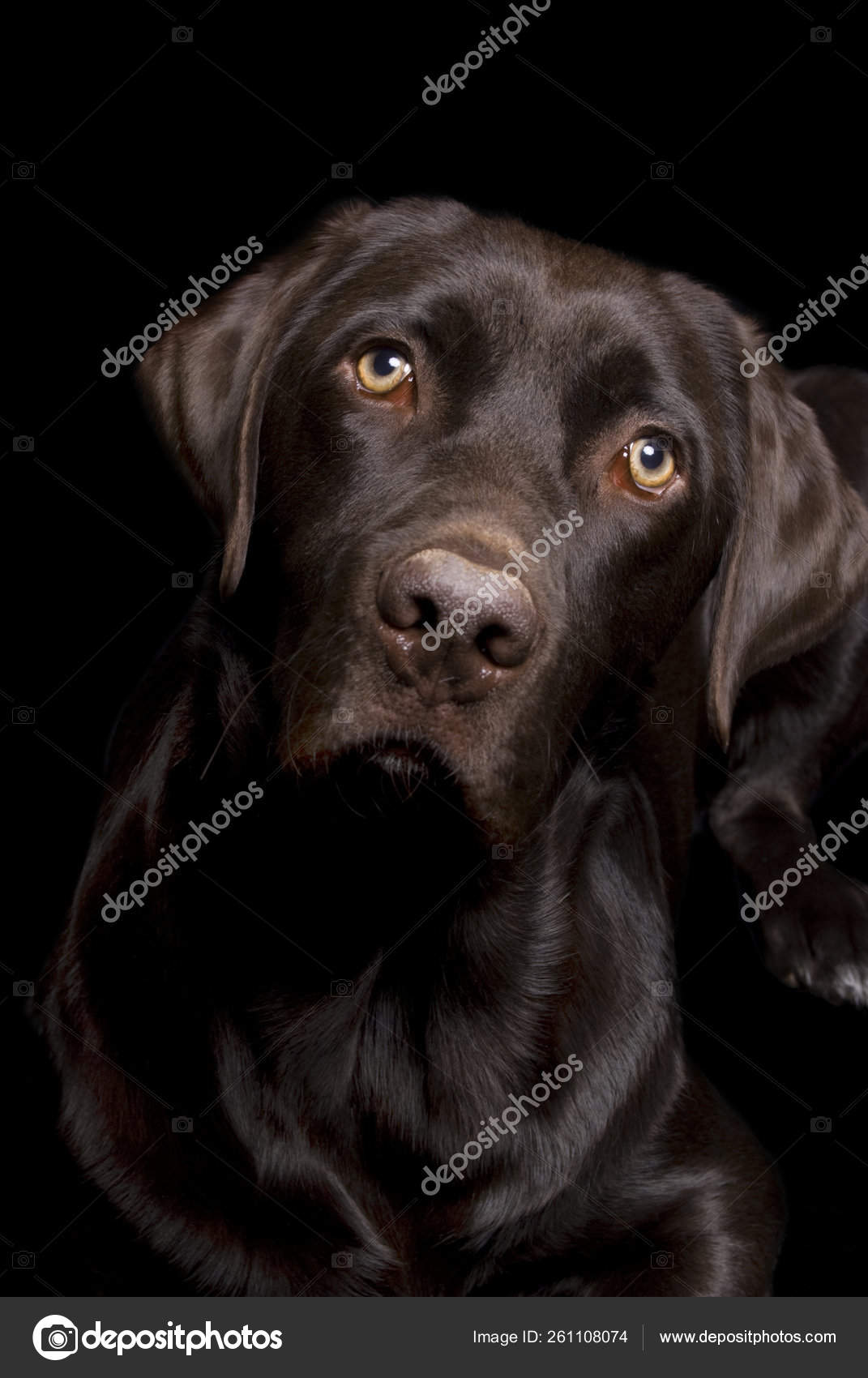 Low Key Image Chocolate Lab Black Background Stock Photo by ©YAYImages ...