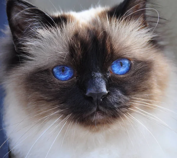 Siamese Cat Face With Vivid Blue Eyes — Stock Photo © npetrov #2191168