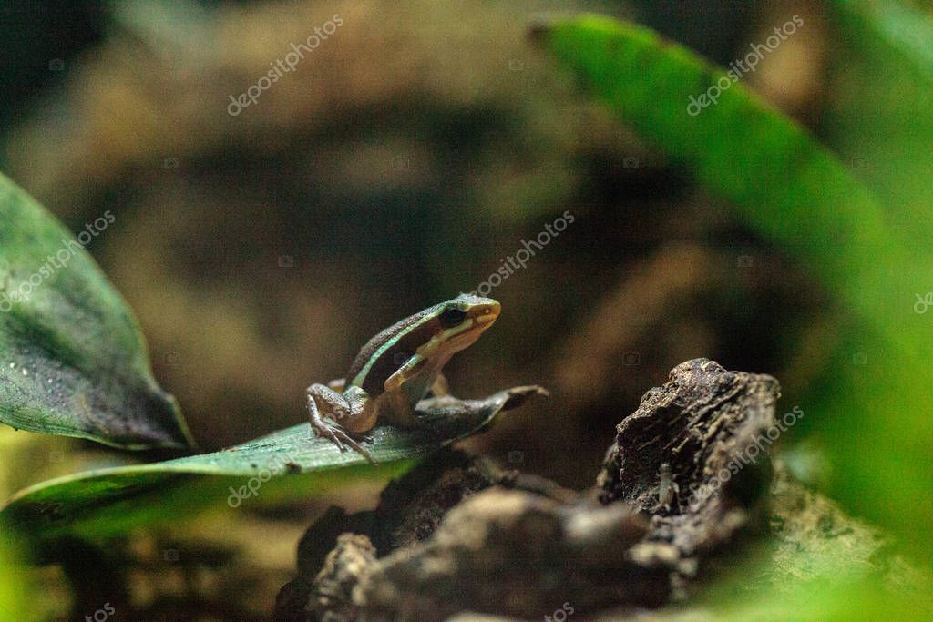 Rana venenosa tricolor Epipedobates tricolor, también llamada la rana ...