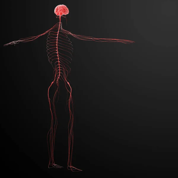 Nervous system with lymph nodes Stock Photo by ©sciencepics 172849460