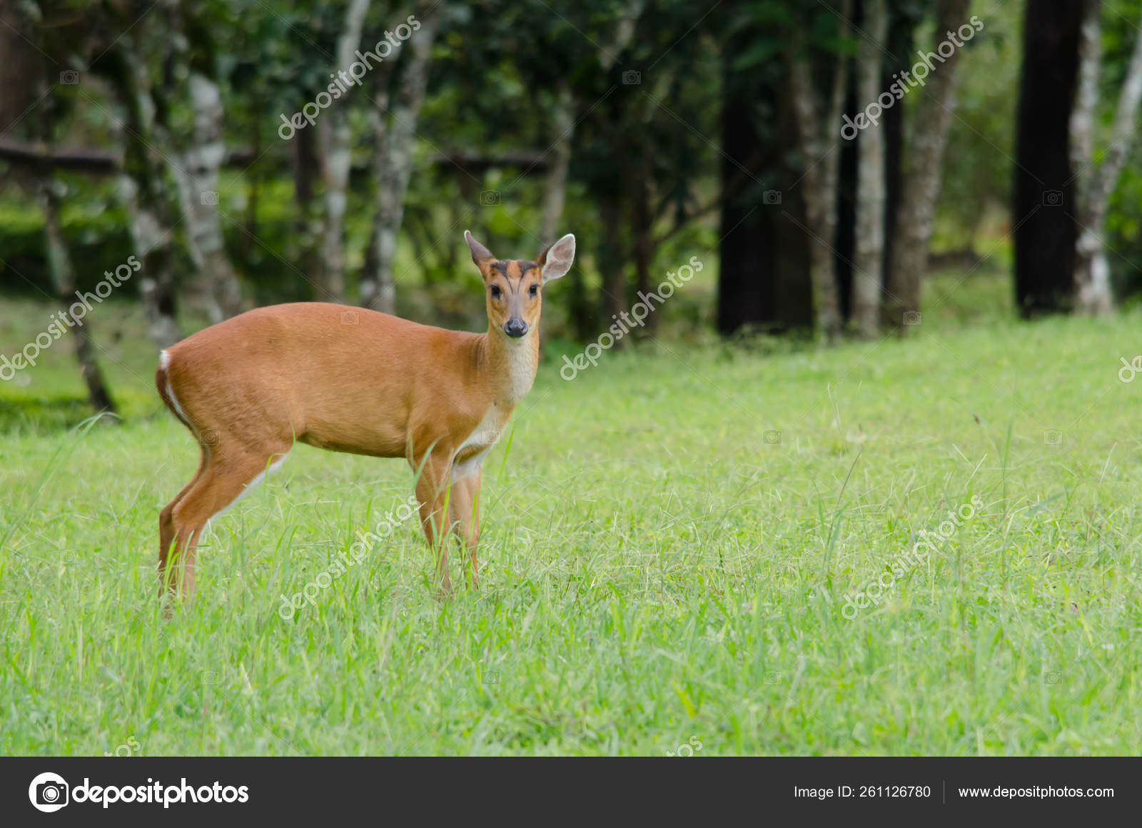 Red Muntjac Species China Laos Myanmar Thailand Vietnam — Stock Photo ...