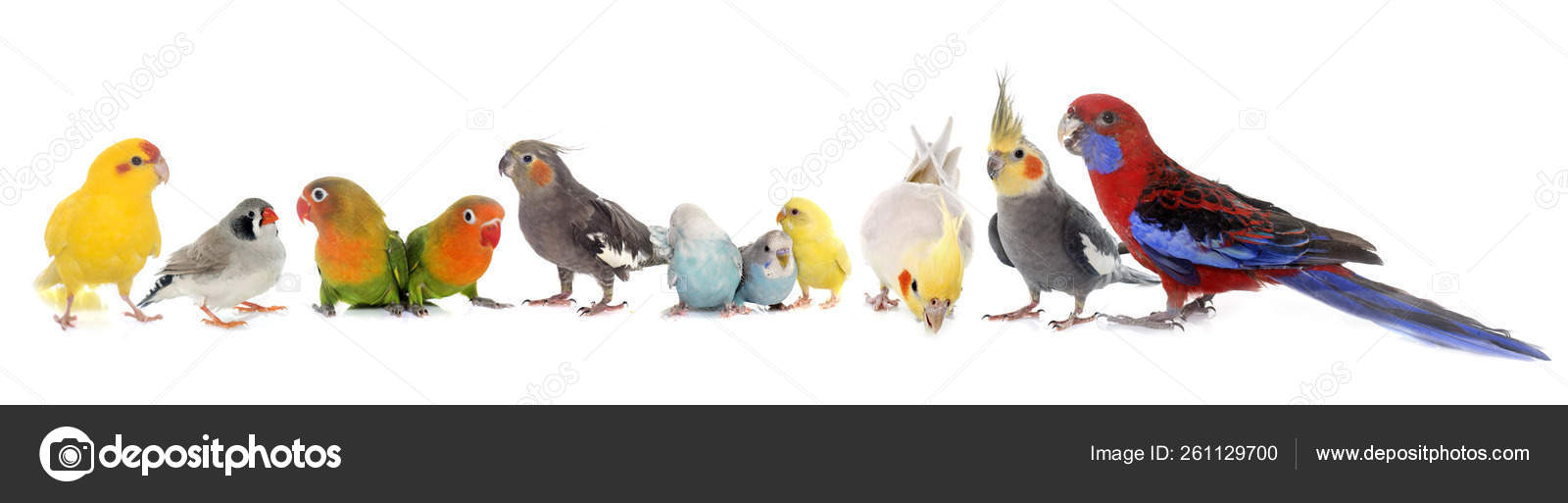 Common Pet Parakeet African Grey Parrot Lovebirds Zebra Finch Cockatie ...