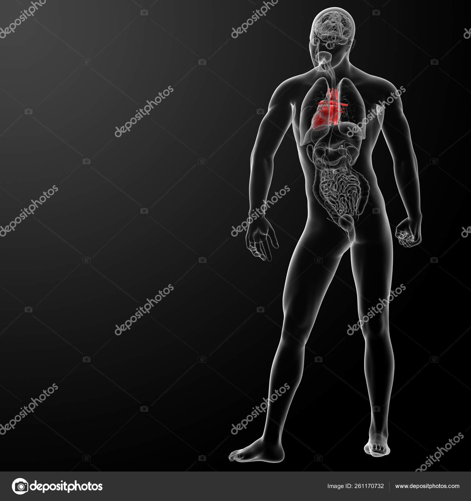 Render Human Heart Anatomy Back View Stock Photo by ©YAYImages 261170732
