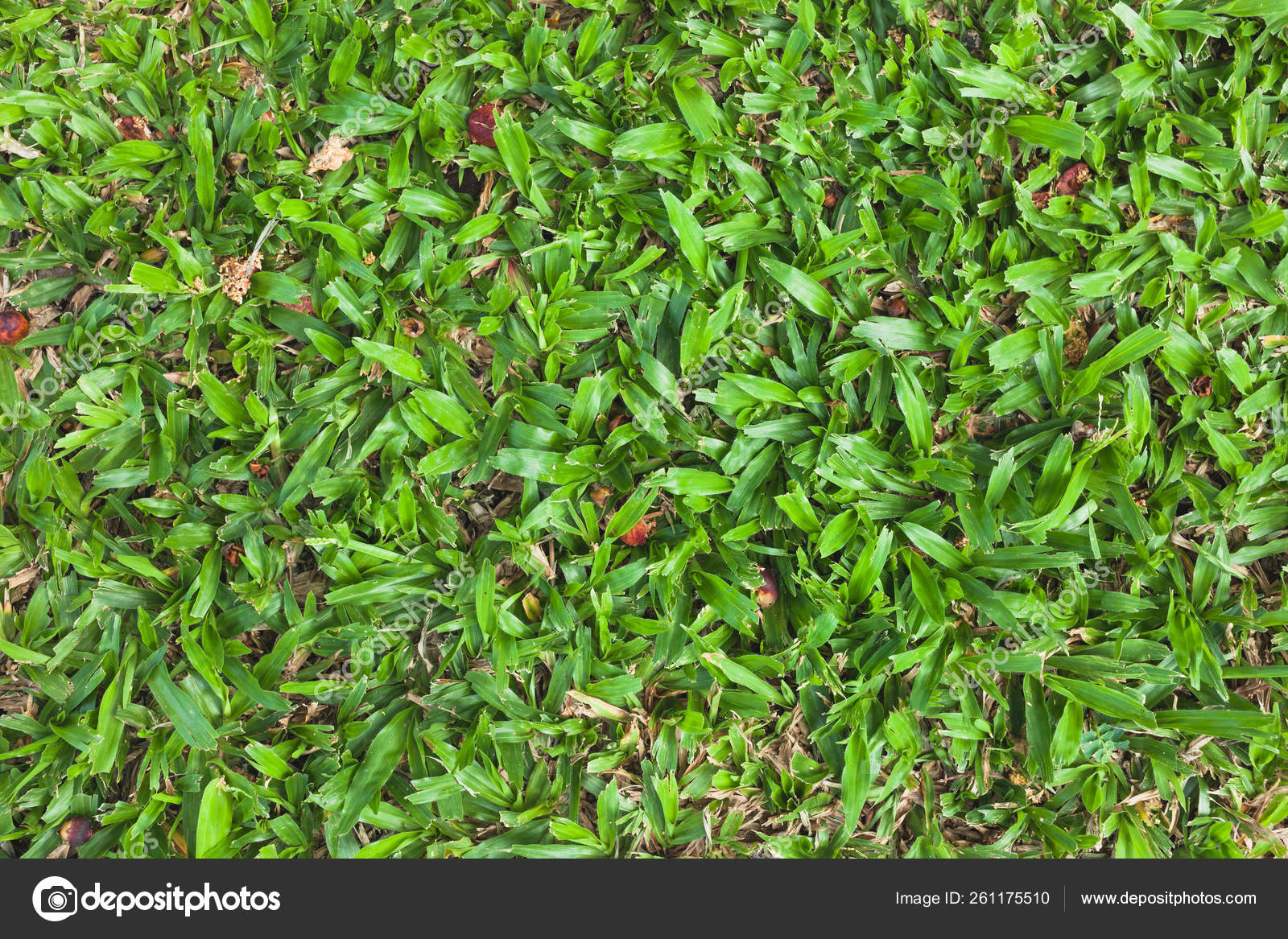 Seamless Natural Green Grass Texture Garden — Stock Photo © YAYImages ...