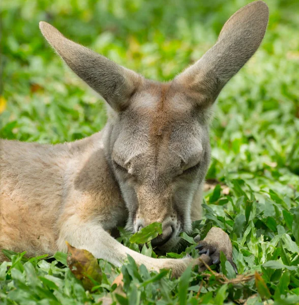 Crikey Stock Photos, Royalty Free Crikey Images | Depositphotos