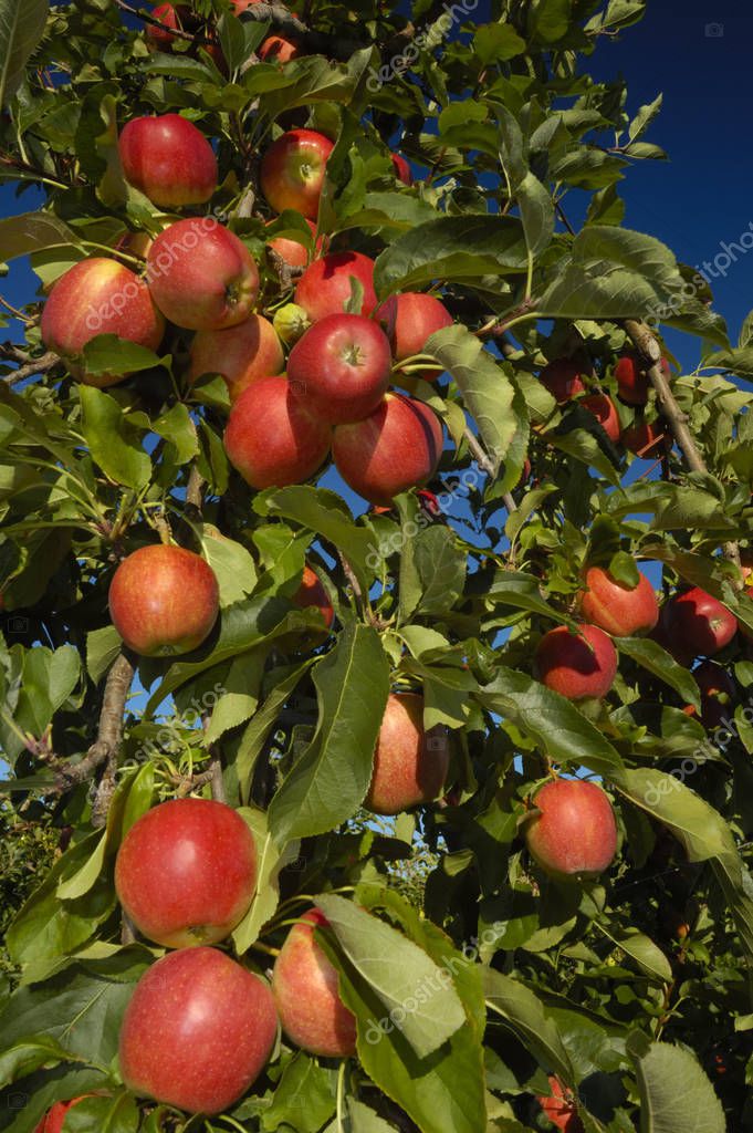 Las ramas de un manzano a finales del verano, cargadas de ricos frutos ...