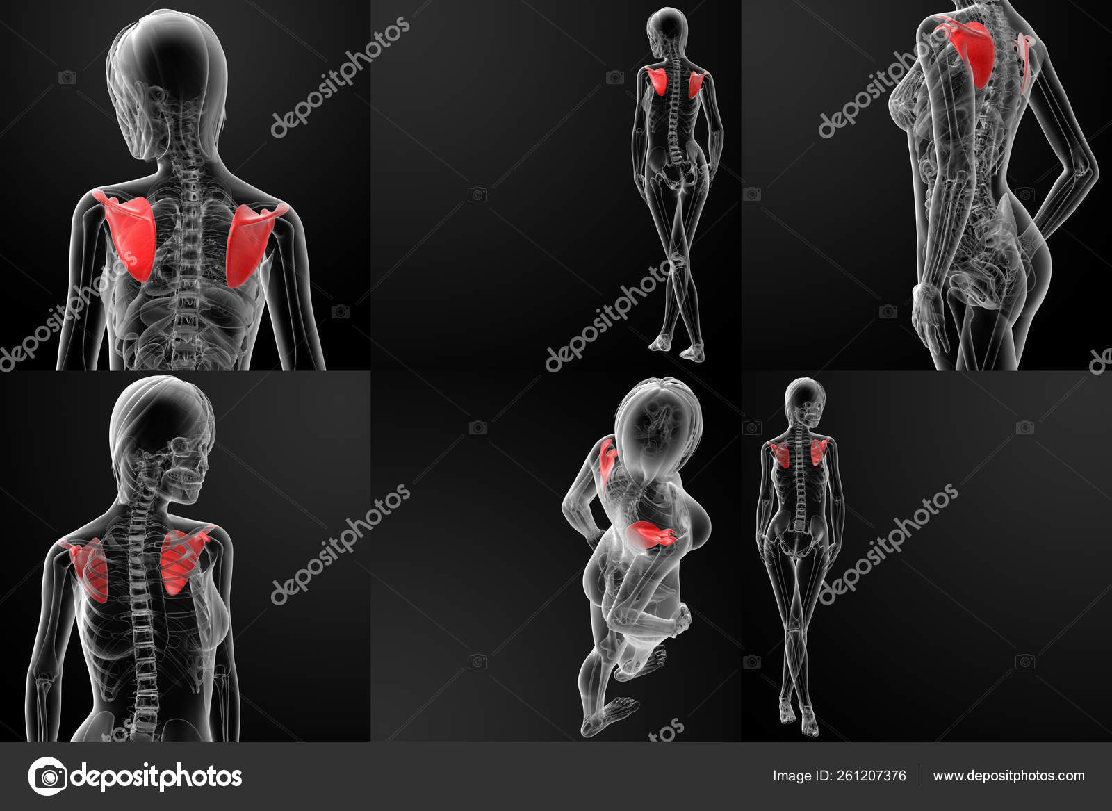Rendering Female Scapula Bone Stock Photo by ©YAYImages 261207376