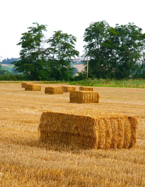 Field of wheat with square bales, trees in the background - Stock Image ...