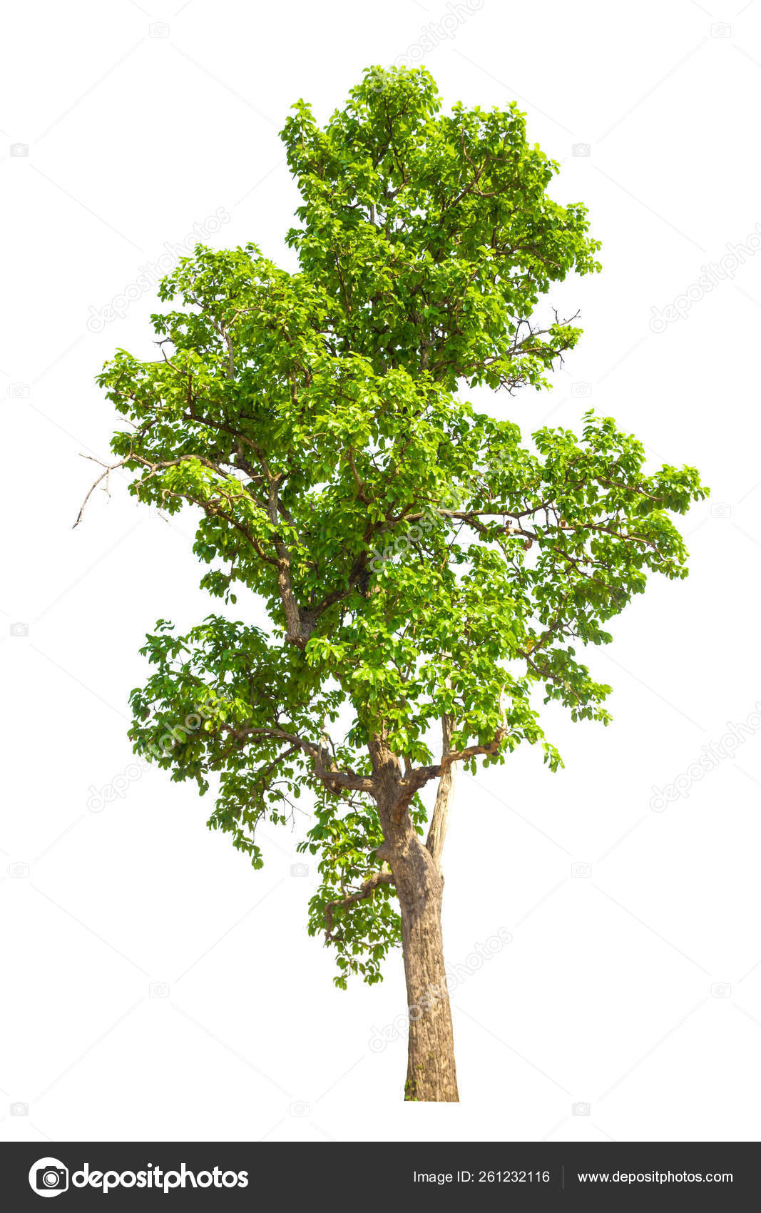 Tree Isolated Tree White Bacground Tree Object — Stock Photo ...