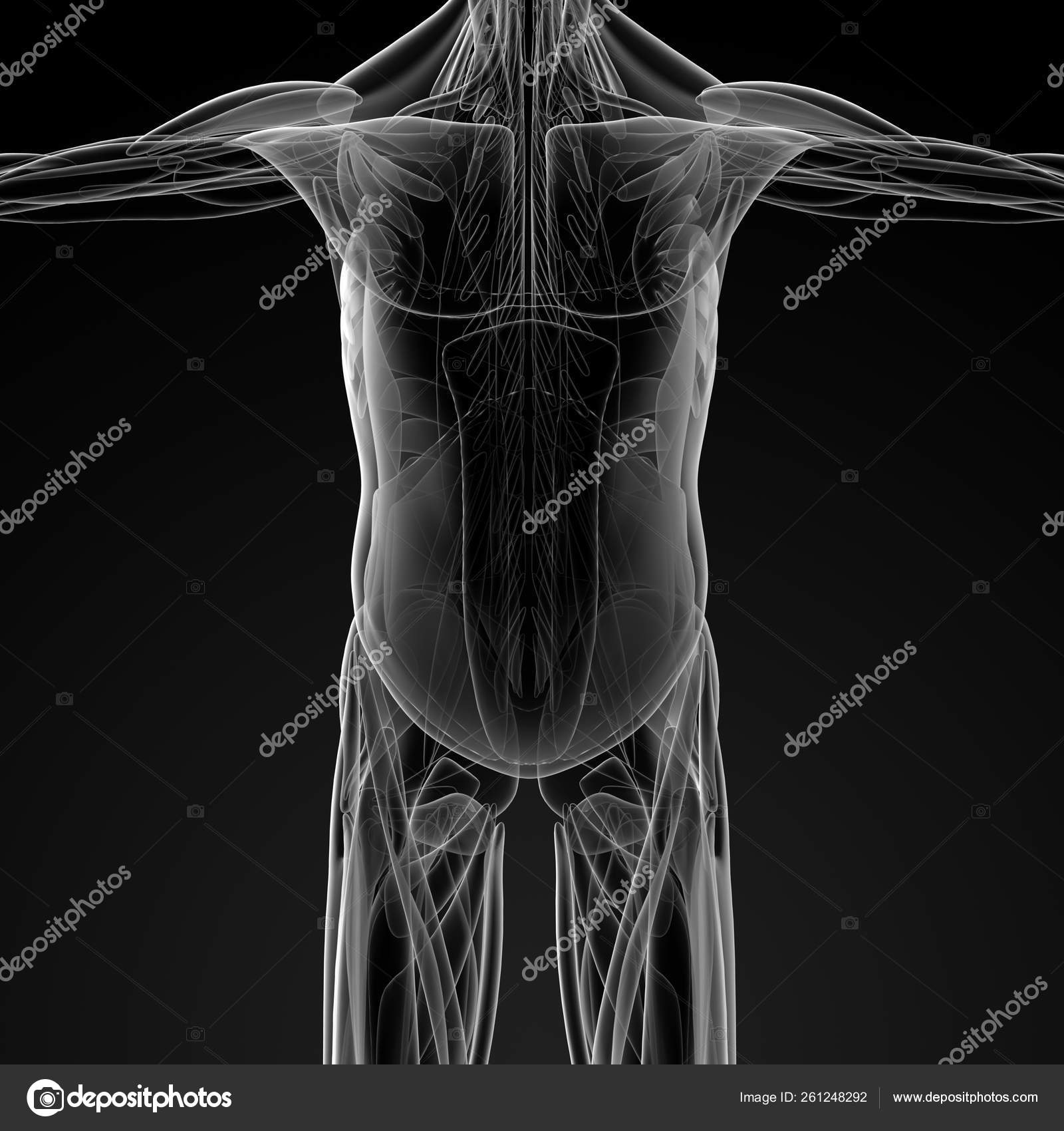 Render Illustration Male Muscle Front View Stock Photo by ©YAYImages ...