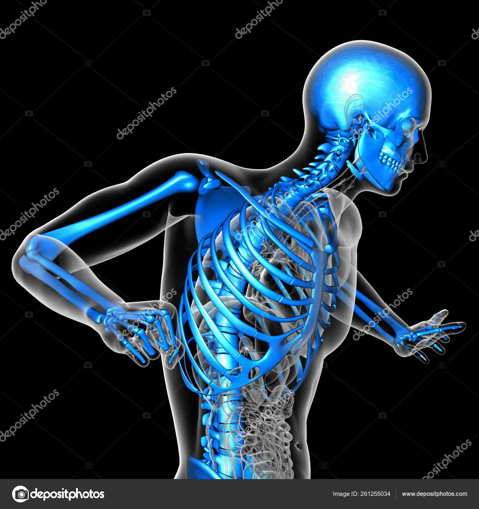 Render Medical Illustration Skeleton Side View Stock Photo by ...