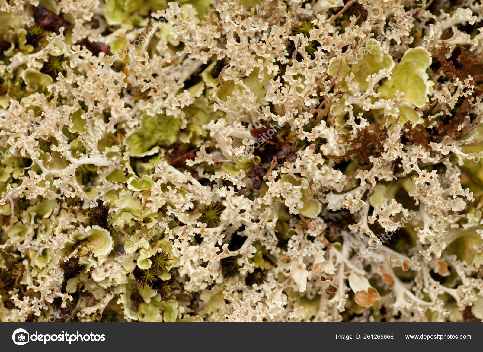 Variety Alpine Lichens Background Texture Pattern Stock Photo by ...